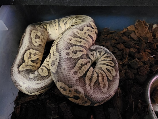 Super Pastel Leopard Cinnamon Ball Python by Barnes Family Exotics