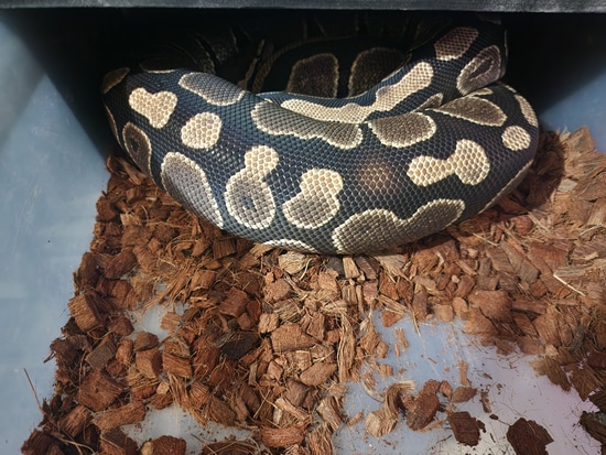 Normal Ball Python by Barnes Family Exotics