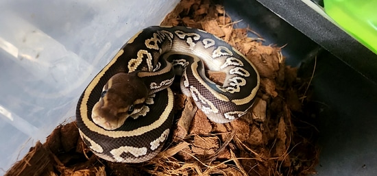 Mojave Cinnamon Ball Python by Barnes Family Exotics