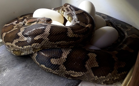 Trio Pimbura Pythons More Python by Anaconda Aquatics