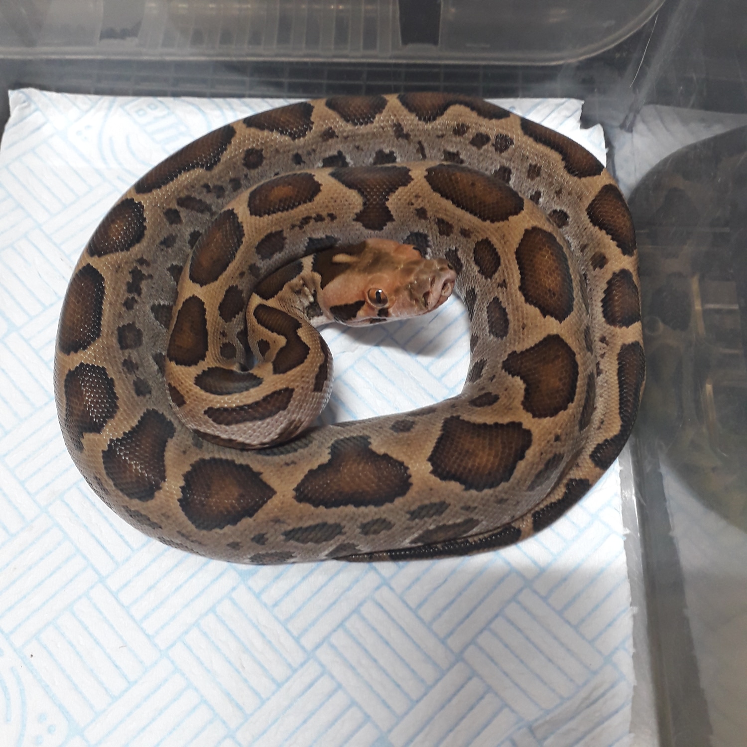 Trio Pimbura Pythons More Python by Anaconda Aquatics - MorphMarket