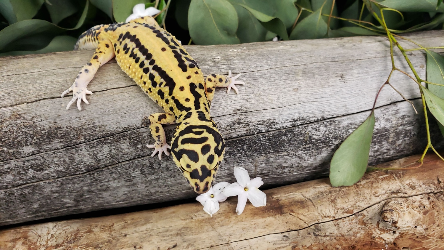 Bengal Bold Tangerine Pos Het Raptor Leopard Gecko by Reptile Rack ...