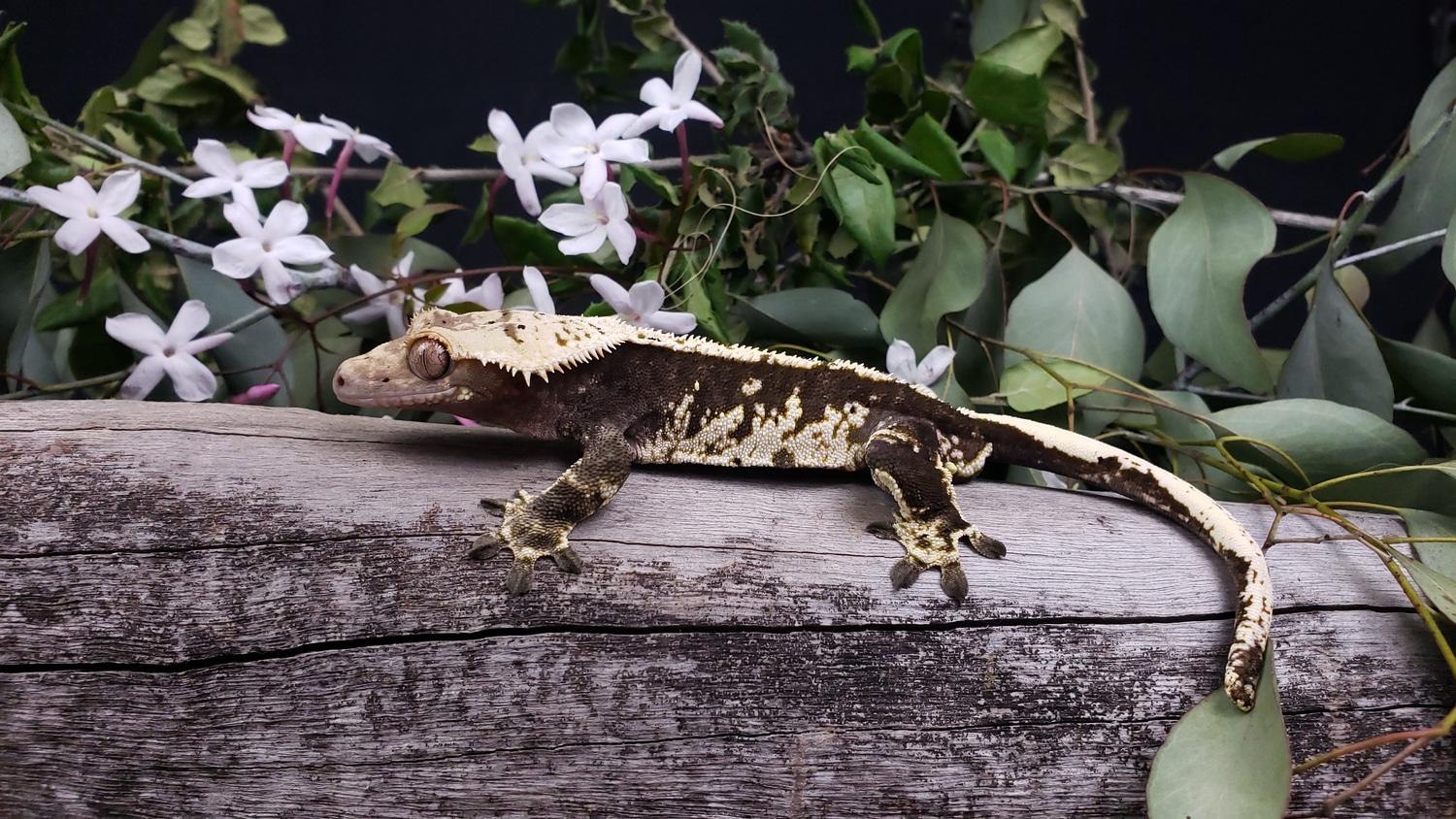 Crowned High White Drippy Tri-color White Wall Crested Gecko by Reptile ...