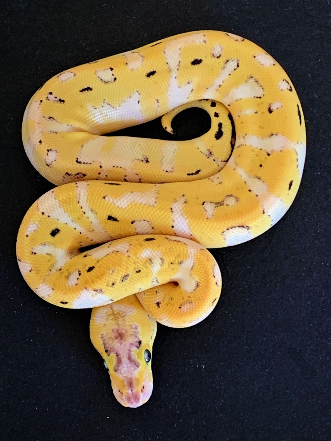 Ball Python Clutch: 2022-14 by Medusa Collection - MorphMarket