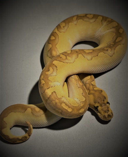 Lesser Enchi Clown Ball Python by Medusa Collection