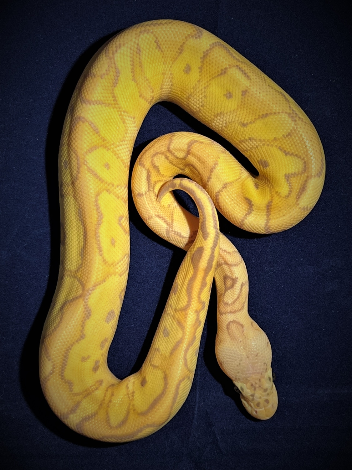 Banana Lesser Pastel Clown Ball Python by Medusa Collection - MorphMarket