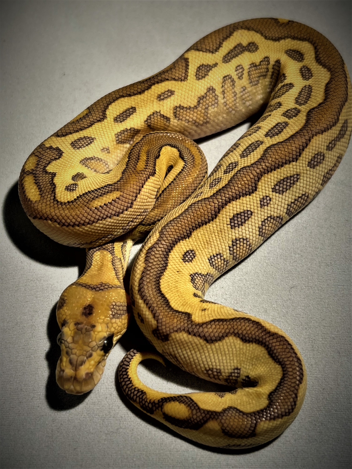 Leopard Butter Asphalt / Yellow Belly Blade Clown Ball Python by Medusa ...