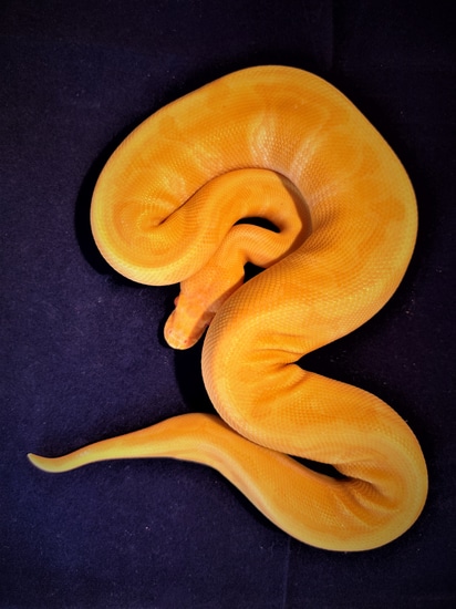 Albino Leopard Enchi Ball Python by Medusa Collection