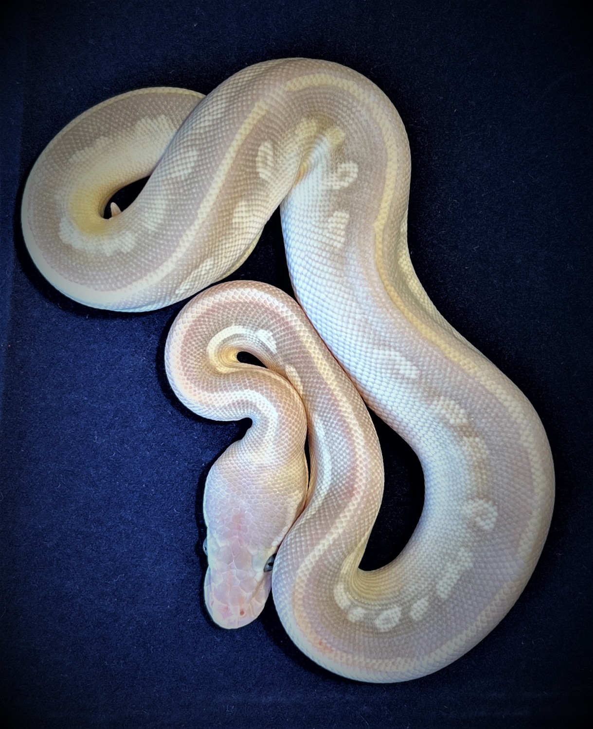 Purple Passion YB Poss Leopard Fire Pastel Ball Python by Medusa ...