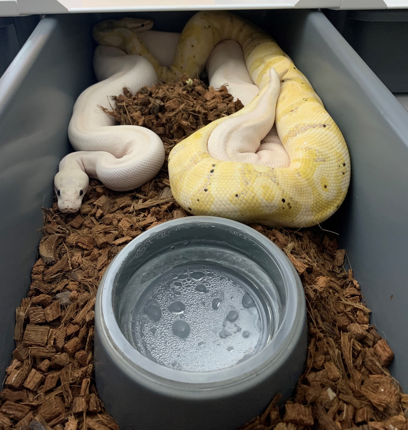 Pastel Ivory Female Proven Breeder Ball Python by Medusa Collection ...