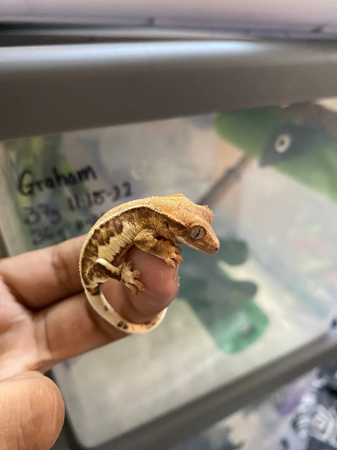 Yellow Lily White Crested Gecko by Aztec Crests - MorphMarket
