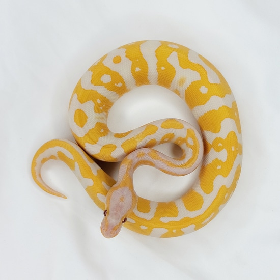Acid Lavender Ball Python by Resurrection Reptiles