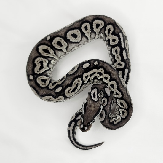 Red Axanthic VPI Axanthic Yellow Belly Ball Python by Resurrection Reptiles