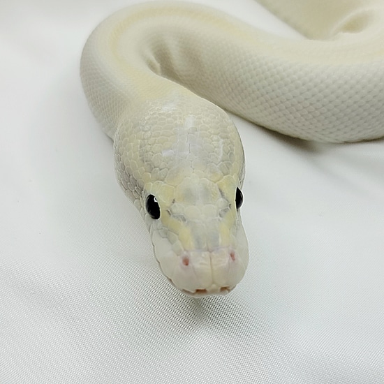Vanilla Ivory Ball Python by Resurrection Reptiles