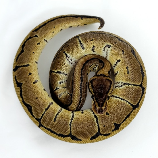 Mahogany Pinstripe Het Desert Ghost Pos Chocolate Pos Yellow Belly Ball ...