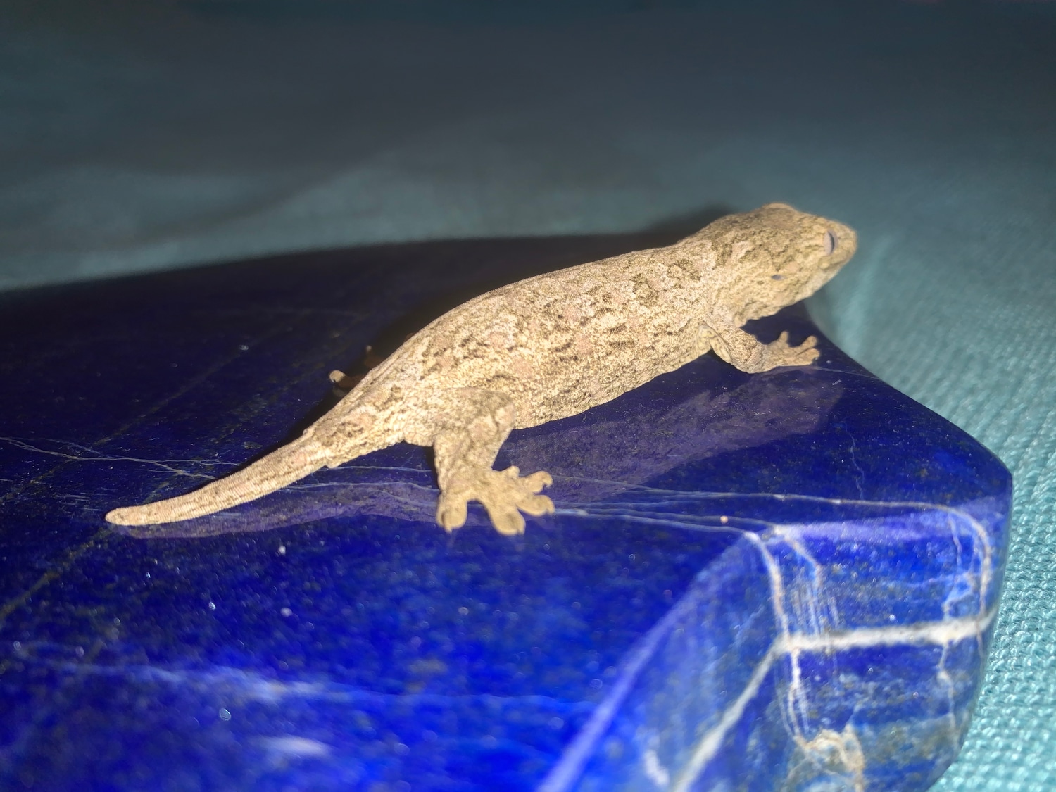 Moro Leachianus Gecko by Mad Reptiles - MorphMarket