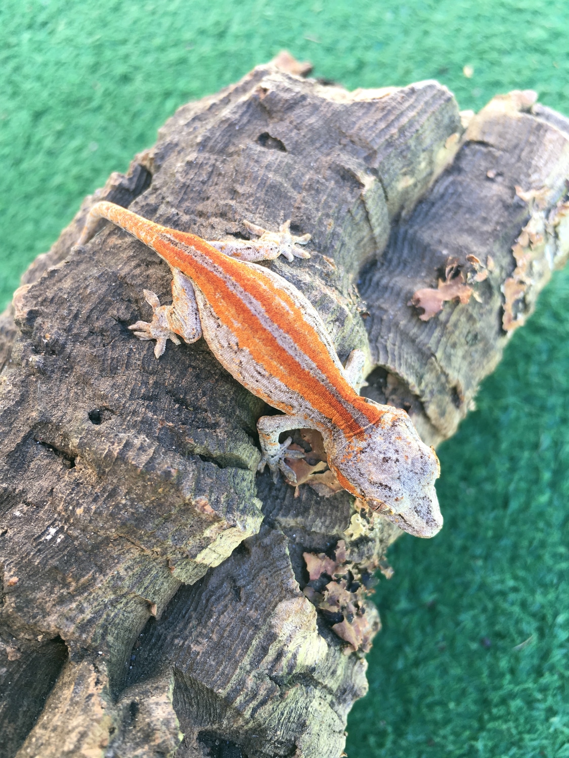 Red And Orange Striped Gargoyle Gecko by Mad Reptiles - MorphMarket