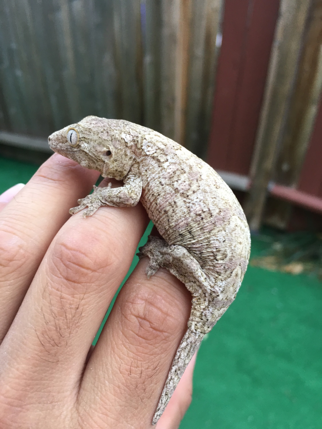 Moro Leachianus Gecko by Mad Reptiles - MorphMarket