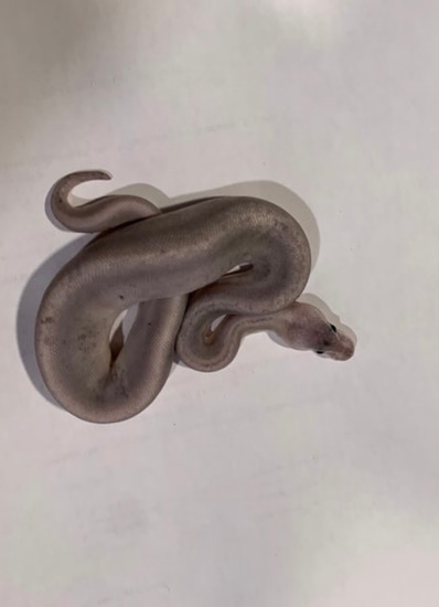Silver Bullet Ball Python by Mad Reptiles