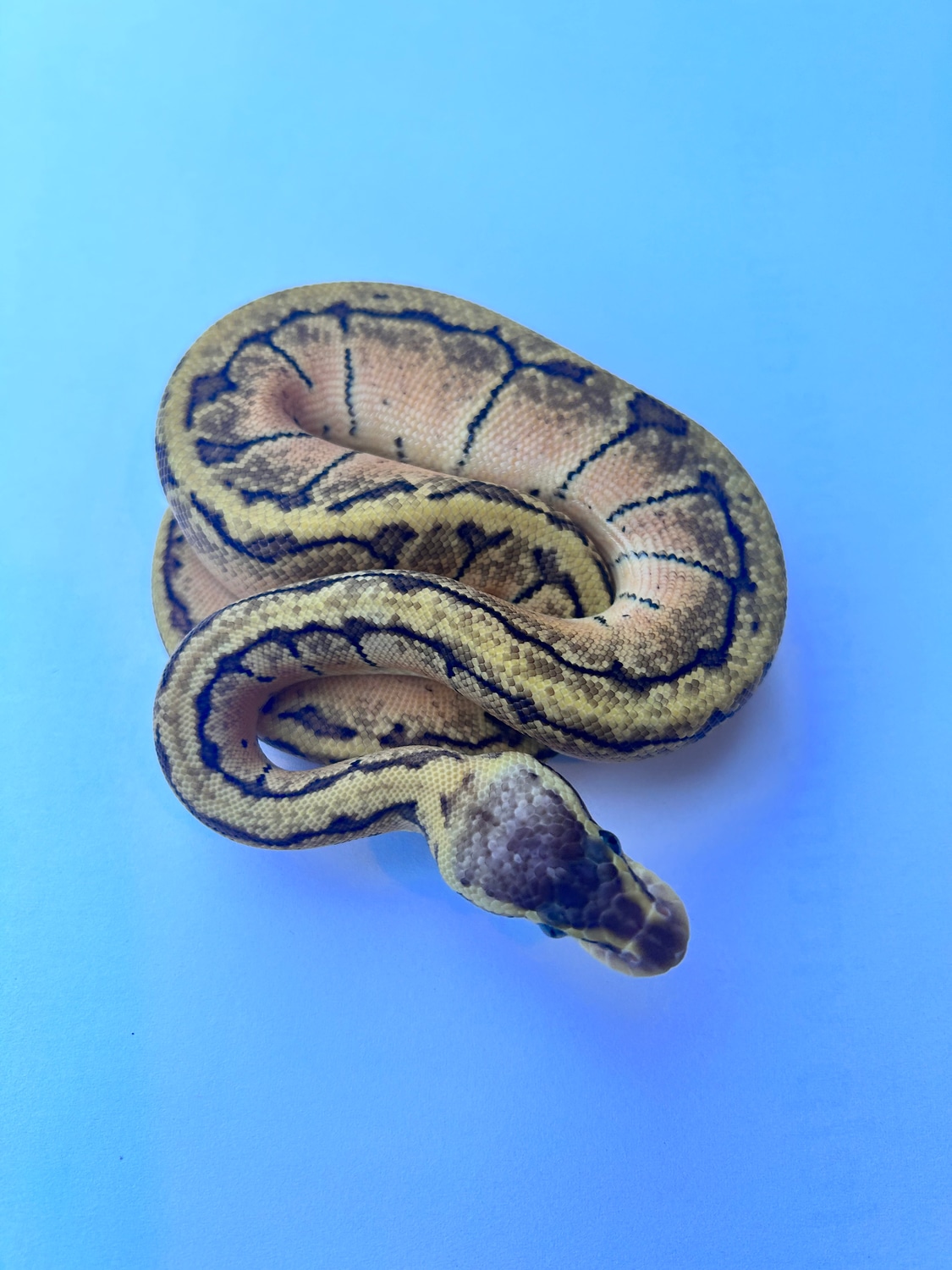 Pastel Pinstripe Spotnose Ball Python by Mad Reptiles - MorphMarket