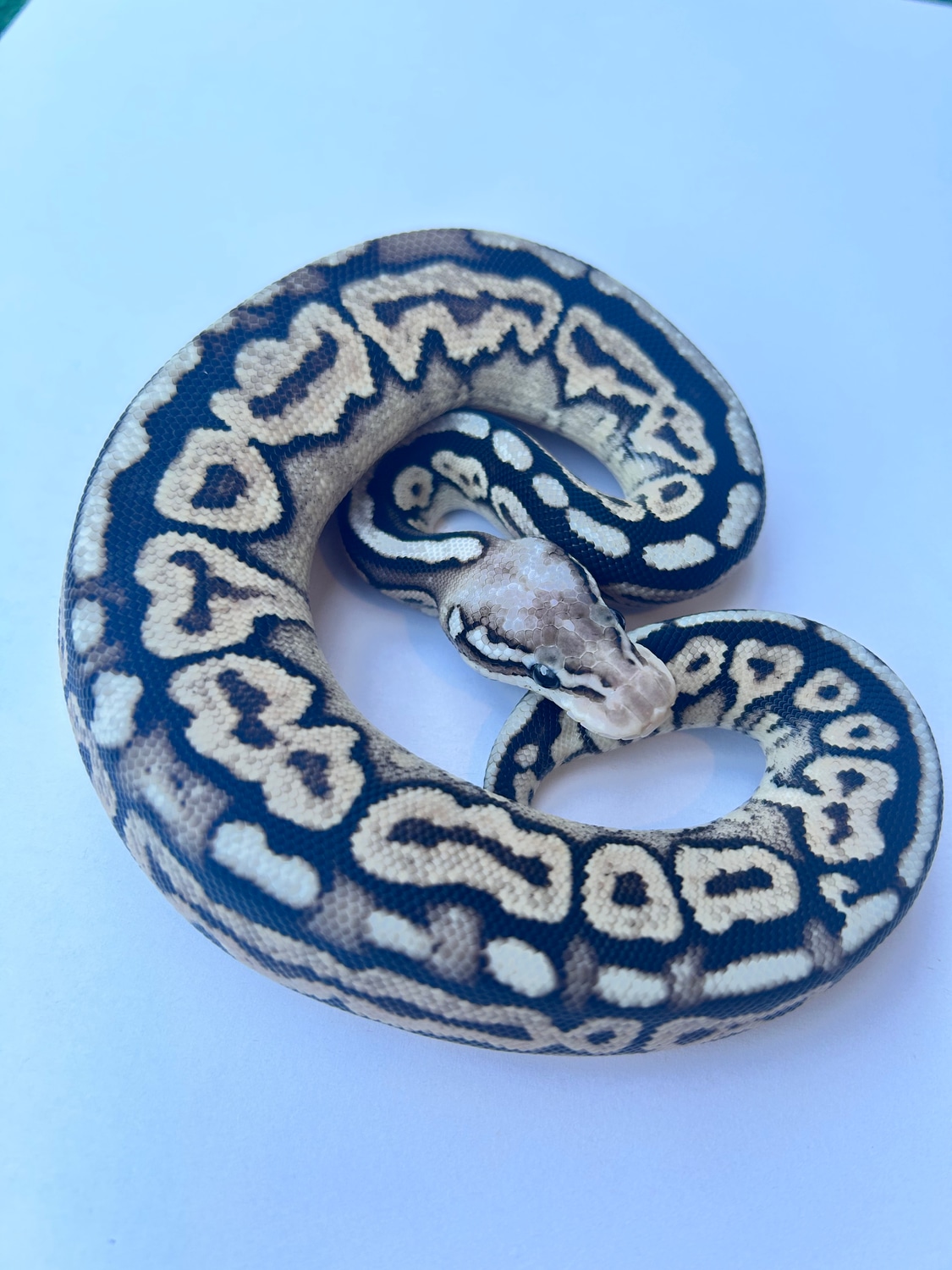 Pewter Spotnose Ball Python by Mad Reptiles - MorphMarket