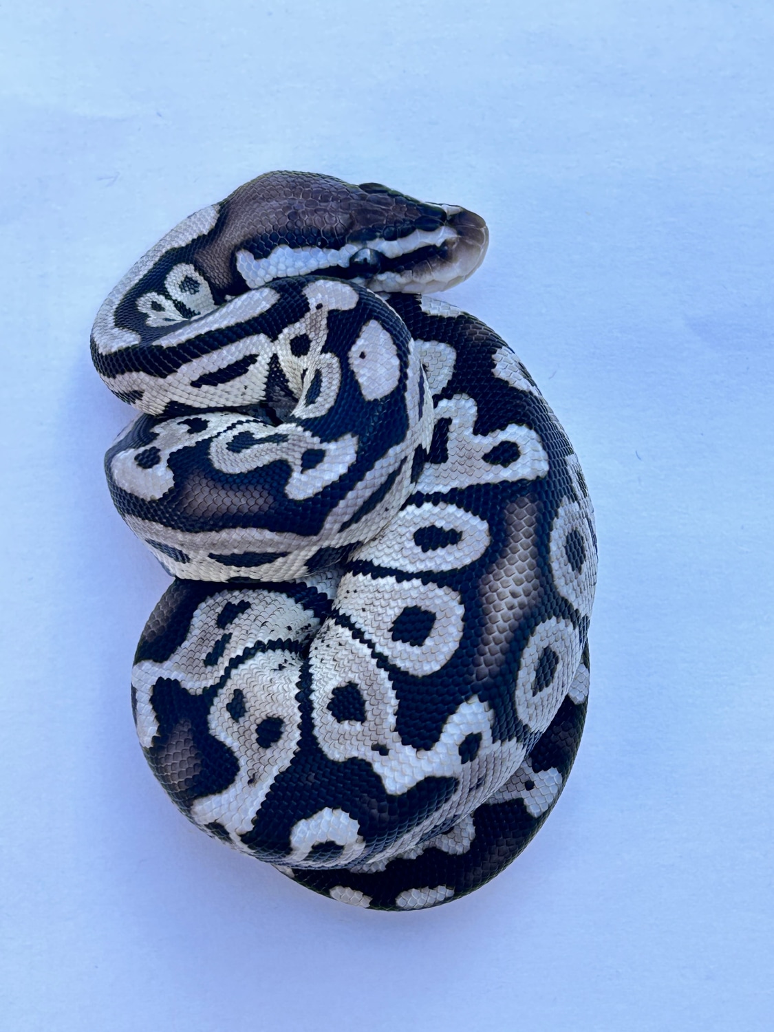 Pastel Vpi Axanthic 66% Het Clown Ball Python by Mad Reptiles - MorphMarket