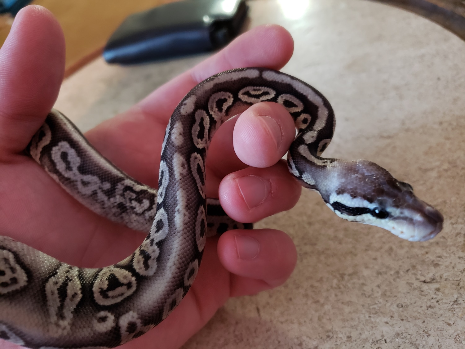 Female Super Pastel, Red Axanthic, Black Head Ball Python by Goofball ...