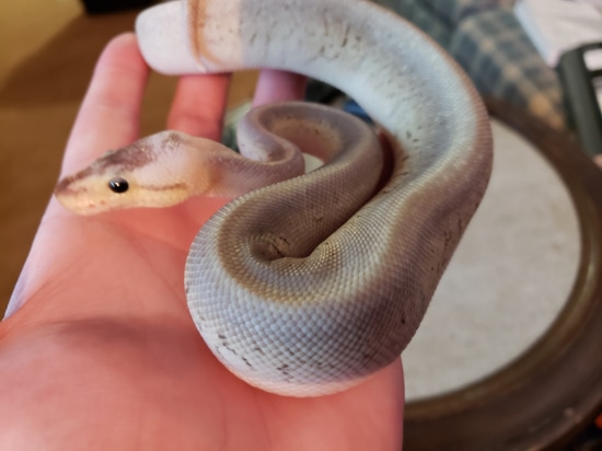 Silver Streak, HRA Ball Python by Goofball ball pythons - MorphMarket