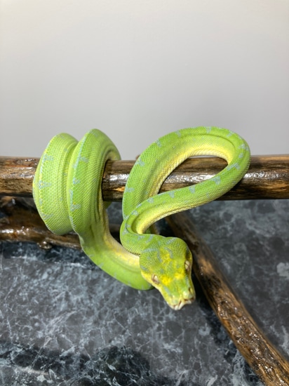 Uscbb Green Tree Python by Mixan Reptiles