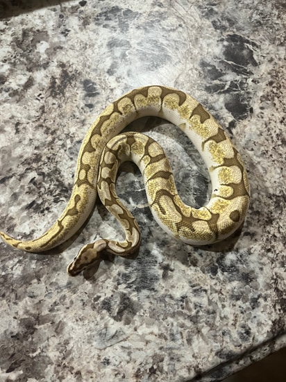 Lesser Spider Pastel Enchi Ball Python by Mixan Reptiles