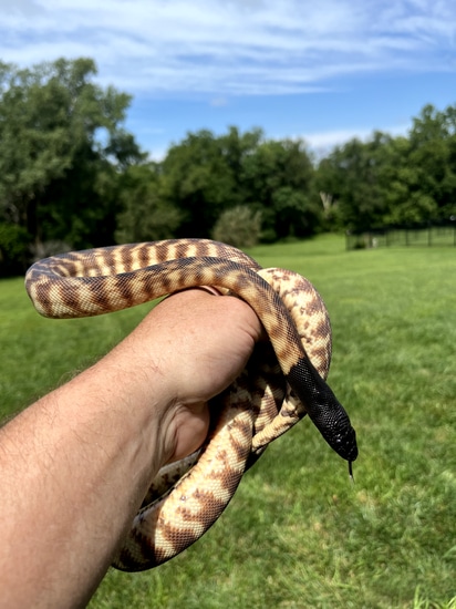Black-headed Python Black-Headed Python by Mixan Reptiles