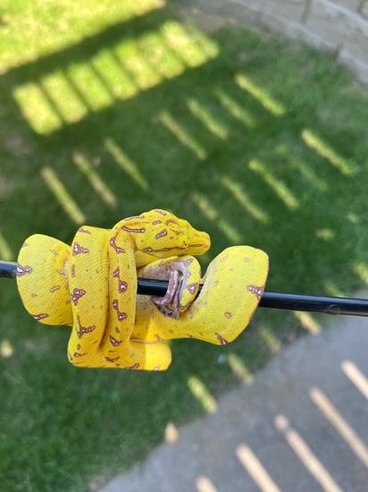 Manokwari GTP USCBB Green Tree Python by Mixan Reptiles