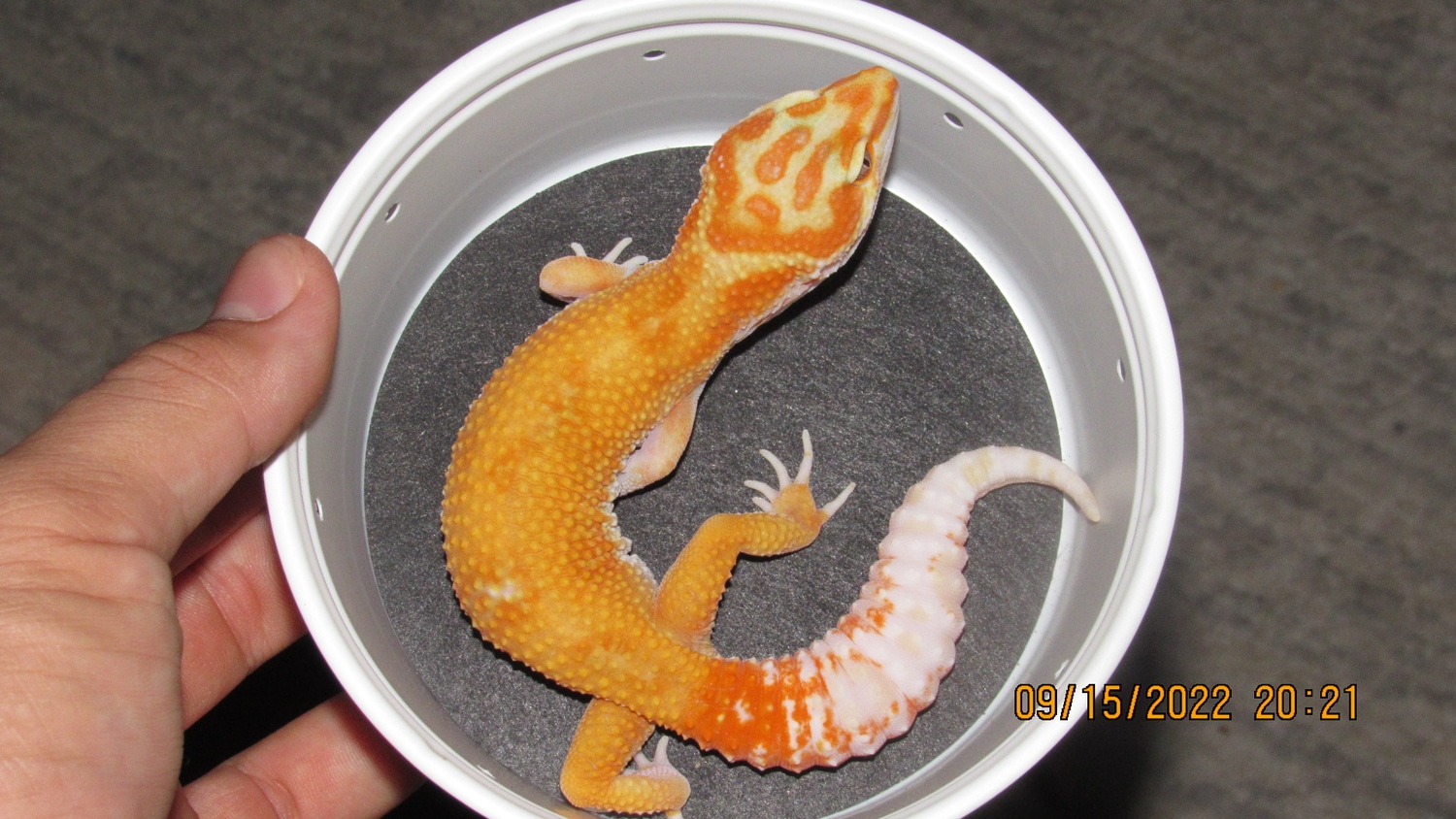High Contrast Tangerine Tremper Leopard Gecko by DMGeckos - MorphMarket