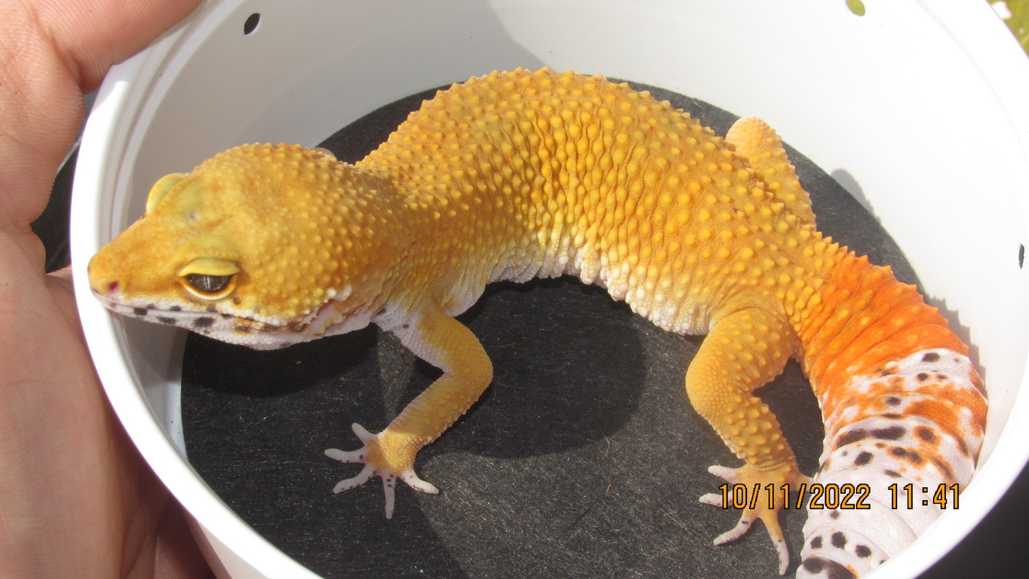 Giant Blood Emerine Leopard Gecko by DMGeckos - MorphMarket