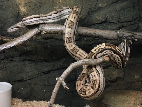 Double Dose Pastel Dream Arabesque Motley Pos Het Albino Boa ...