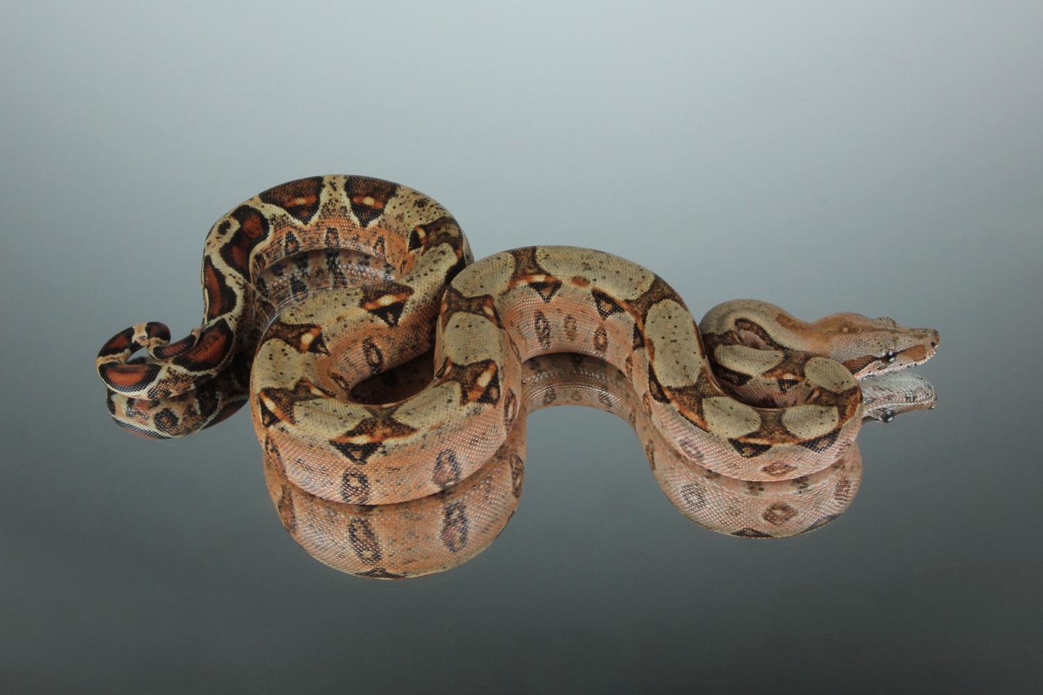 High Contrast 50% Leopard Boa Constrictor by Apex Constrictors ...
