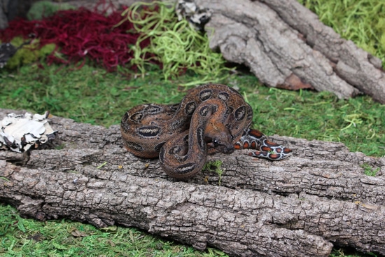 Pastel Leopard (Sonoran/Costa Rican) 100% Het SHARP Albino Boa ...