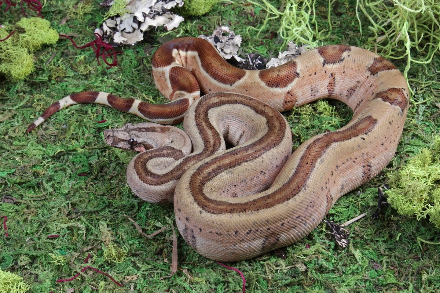 Insanely Striped Hypo Dbl Het VPI T+/ Leopard (Habanero) Boa ...