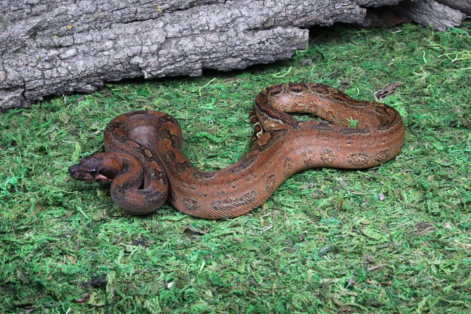 Pastel Leopard (Sonoran/ Costa Rican) 100% Het Sharp Albino Boa ...