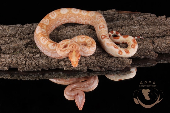 Purple Sharp Albino Leopard Boa Constrictor by Apex Constrictors