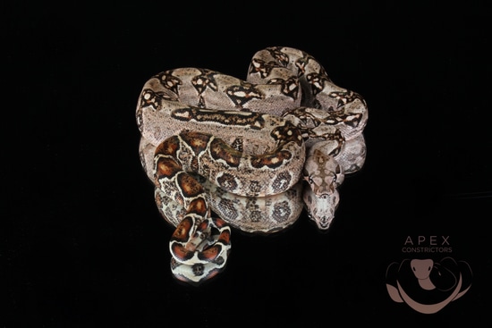 Double Het Euro Purple Sharp Albino/ Leopard Boa Constrictor by Apex ...