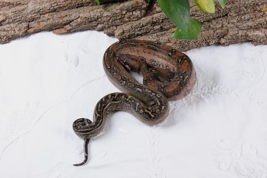 Leopard (Costa Rican/Sonoran) Boa Constrictor by Apex Constrictors
