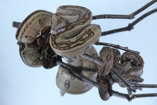 Ready To Breed Classic Mandarin Belly 100% Het Panther/Leopard Boa ...