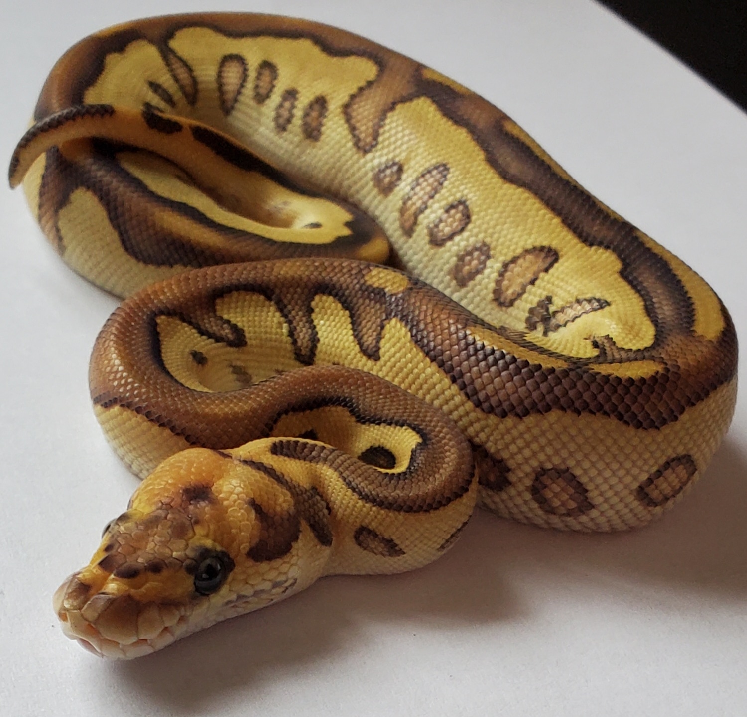 Leopard, Butter, Clown Ball Python by 1776 Reptiles - MorphMarket