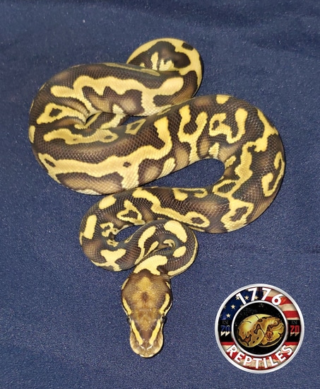 Leopard/Butter/Het Clown/Het Pie Ball Python by 1776 Reptiles