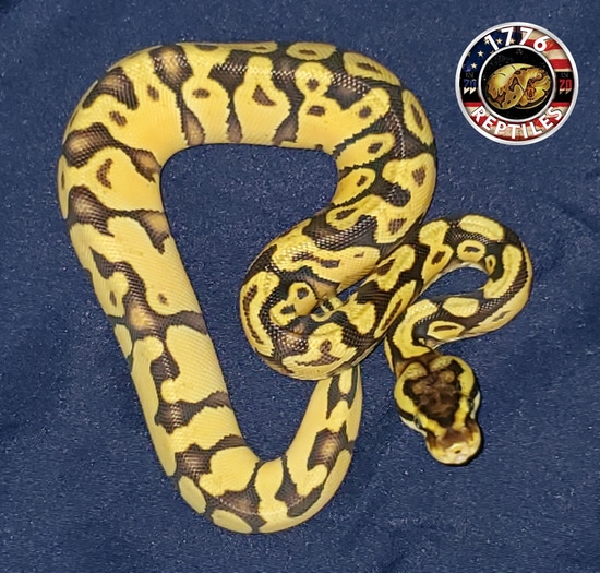 Enchi/Pastel/Pos Yellow Belly Ball Python by 1776 Reptiles