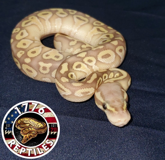 Lesser/Banana/Pastel Ball Python by 1776 Reptiles
