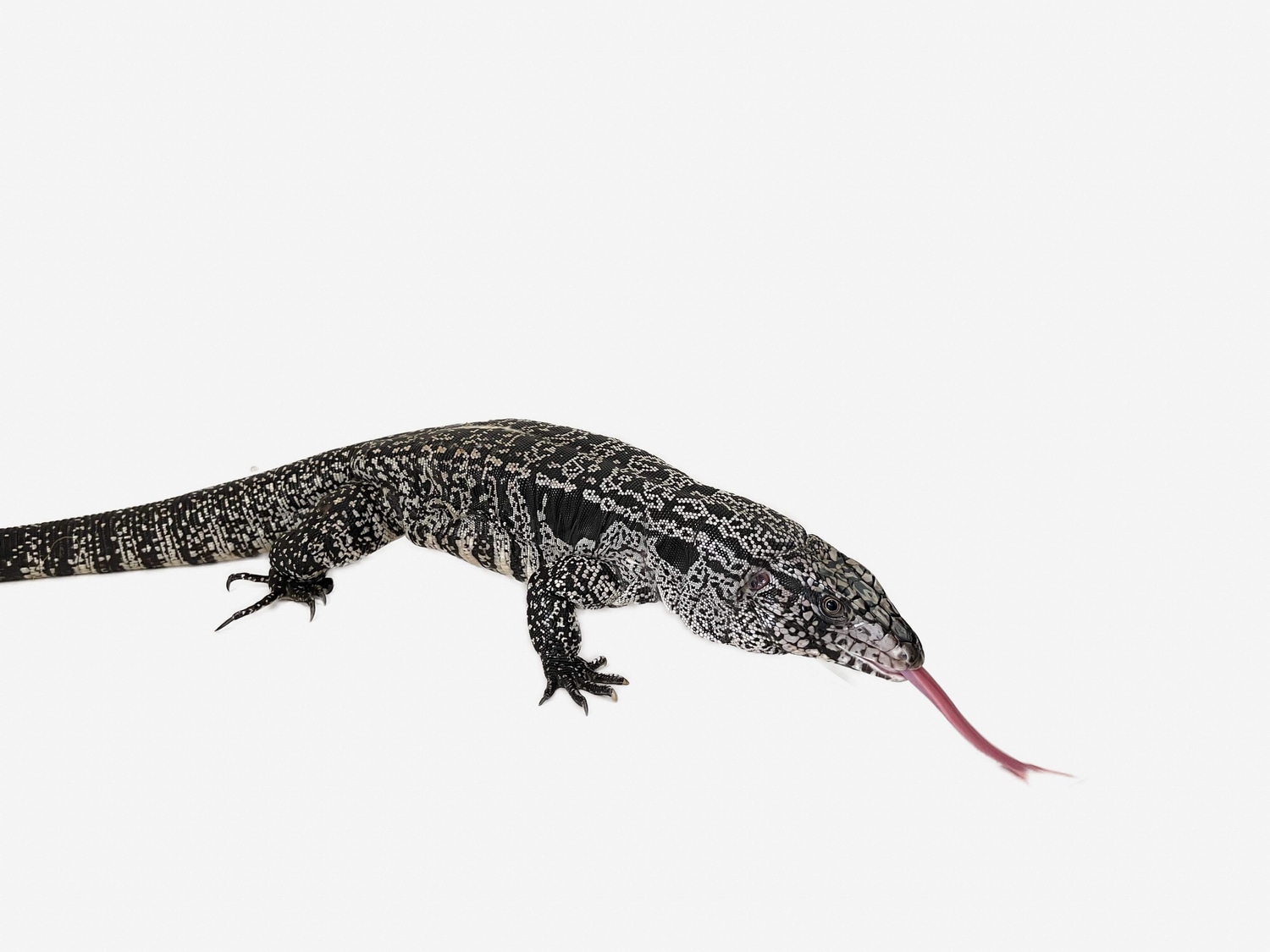 Female Pure Blue Tegu Marshmallow Line Argentine Tegus by Infinity ...