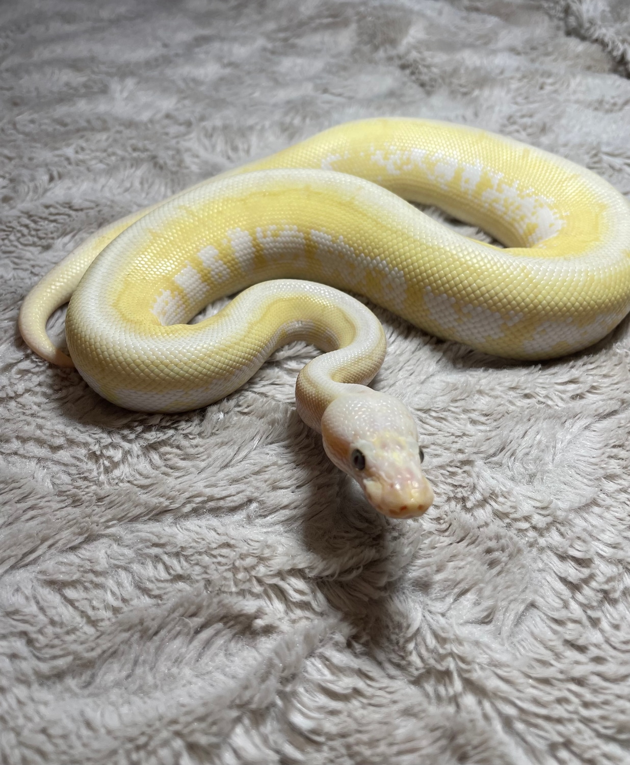 Pastel Banana Enchi Spider Pinstripe Ball Python by Insane Reptiles ...