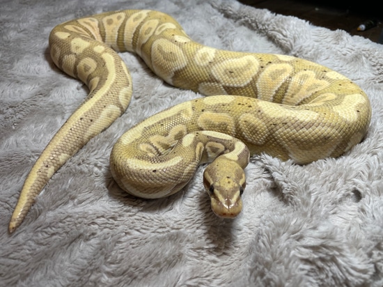 Phantom Coral Glow Ball Python by Insane Reptiles
